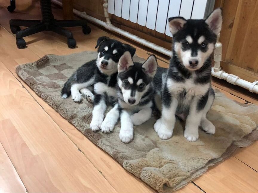 Щенки сибирской хаски мальчик