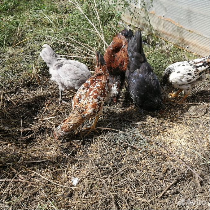 Куры, цыплята, молодки