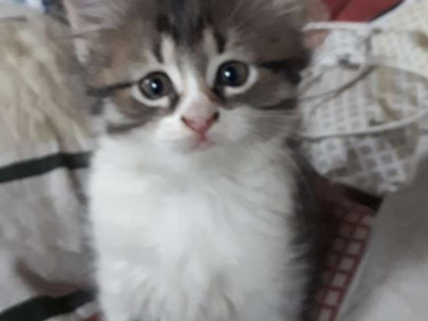 Кошка