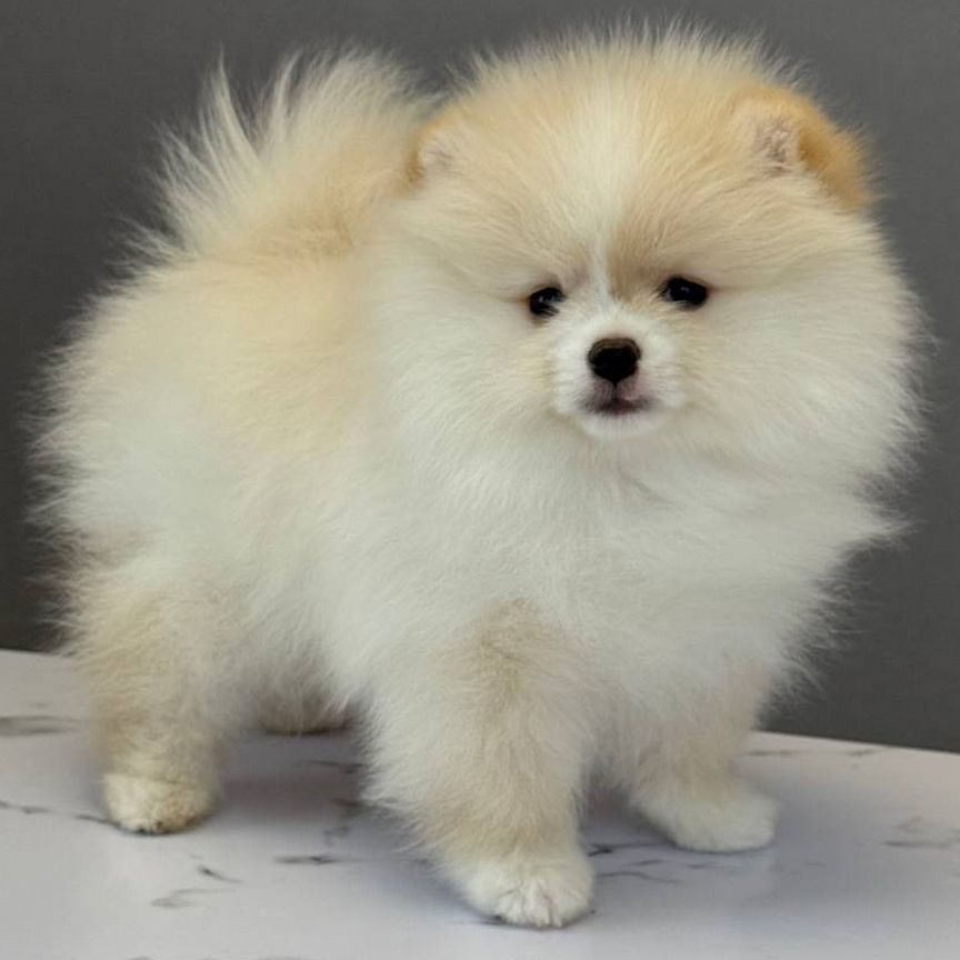 Померанский шпиц, щенок