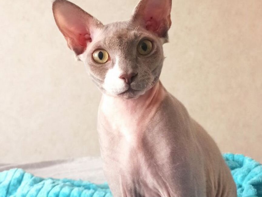 Кот сфинкс браш