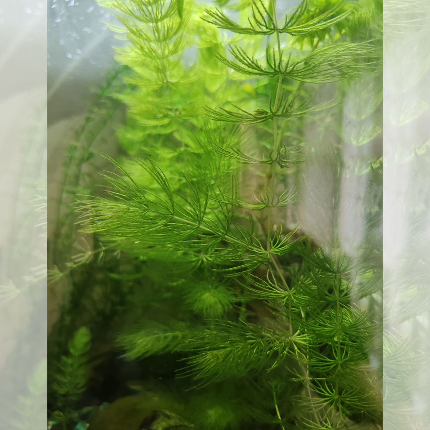 Роголистник в аквариум