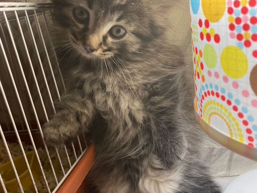 Кошка