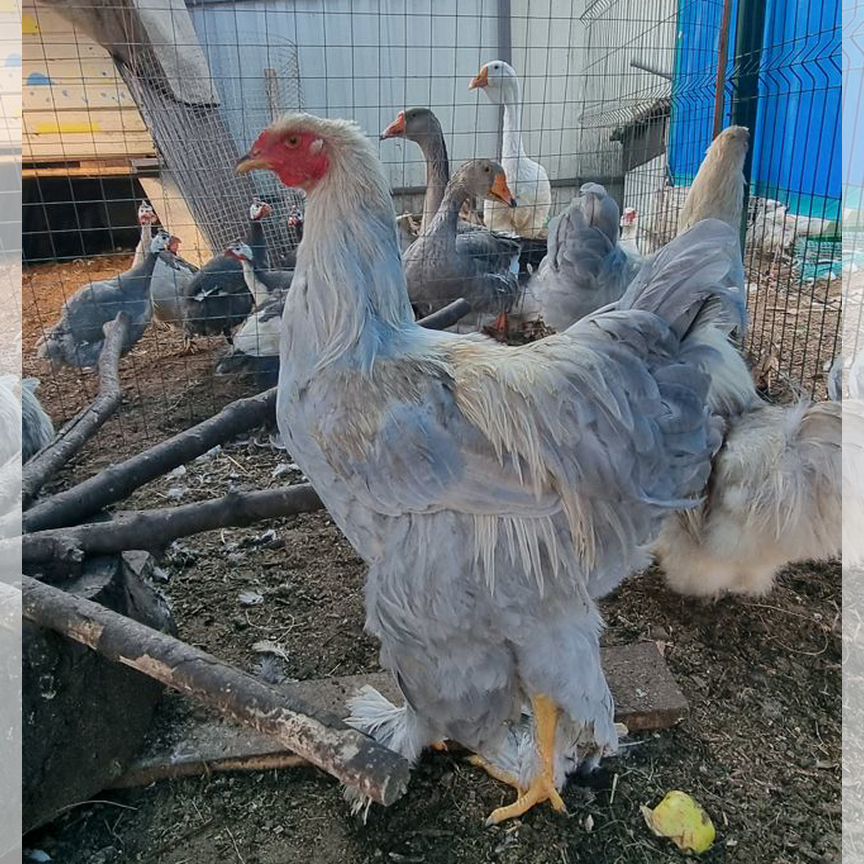 Петух брама лаванда 6 мес