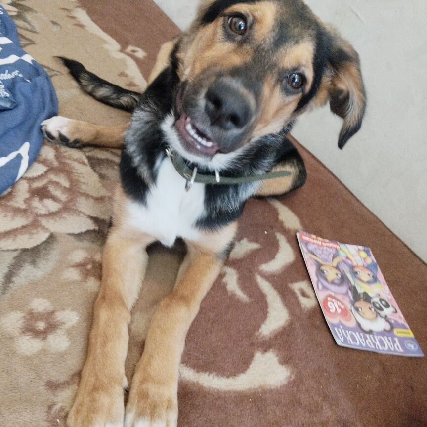 Собаки бесплатно