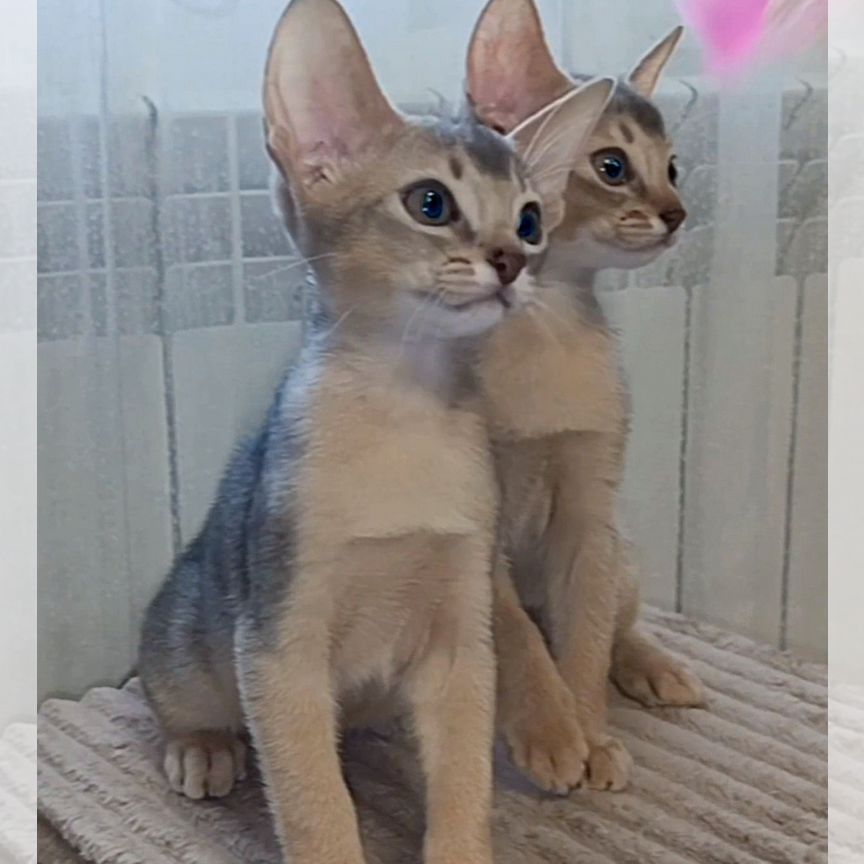 Абиссинский котёнок