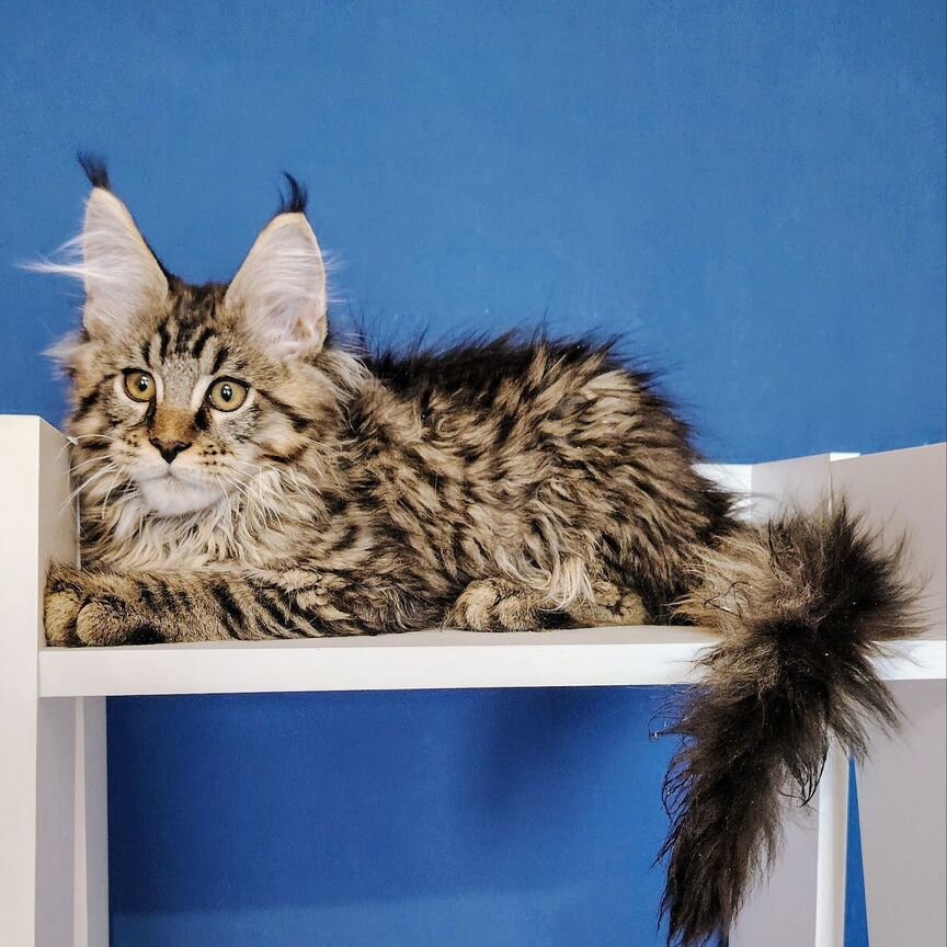 Котик мейн-кун