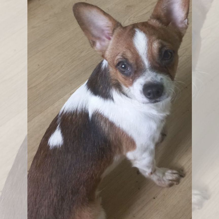 Чихуахуа, щенок