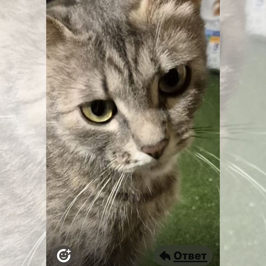 Взрослая кошка в добрые руки