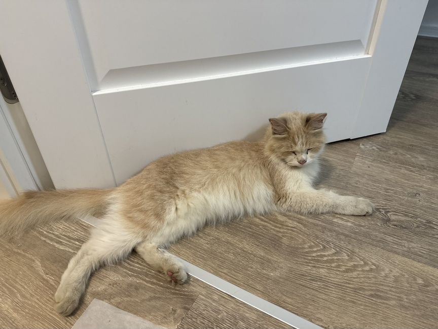Кошка или кот в добрые руки