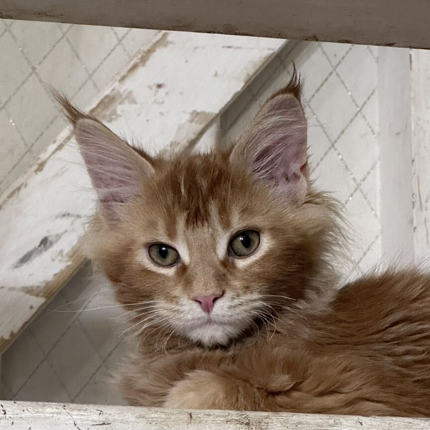 Мейн-кун котёнок