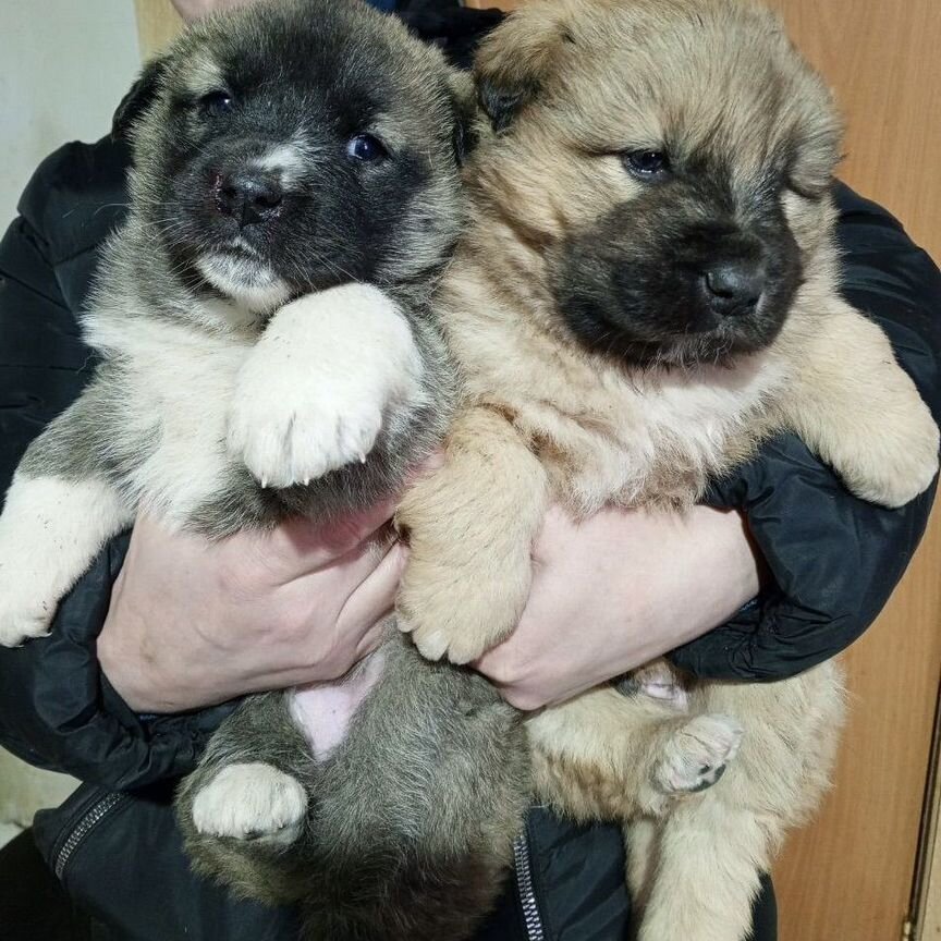 Щенки