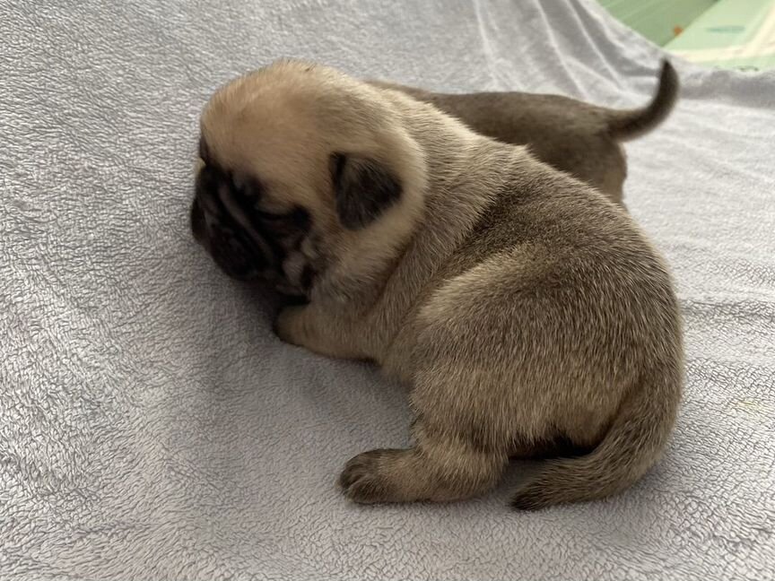 Щенки мопса