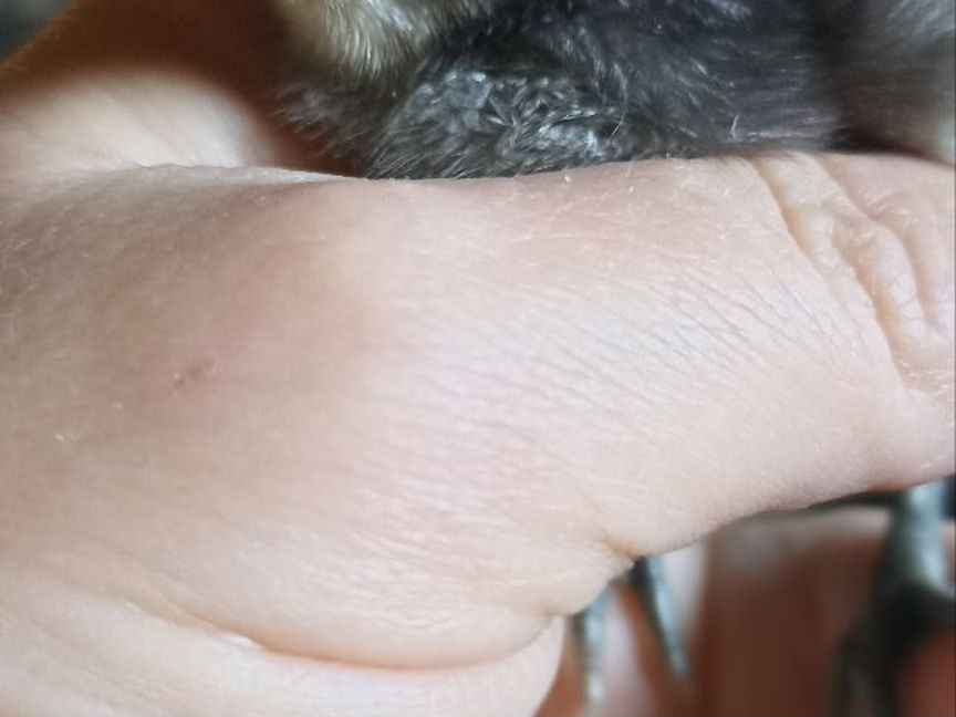 Чёрные китайские куры