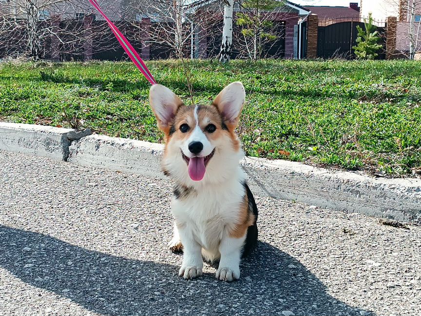 Вельш-корги пемброк