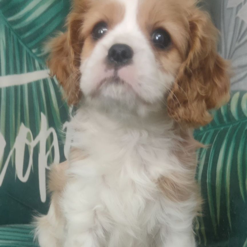 Девочка кавалерка