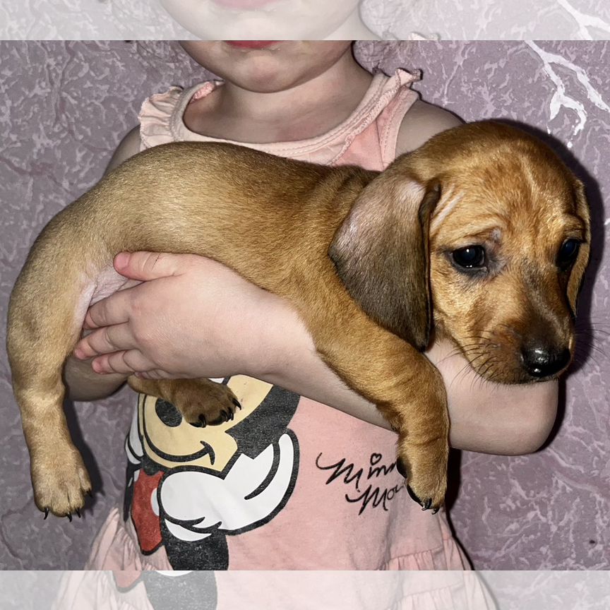 Такса, щенок