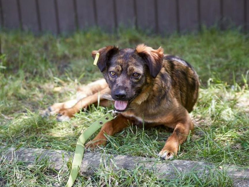 Просто идеальная собачка Пупсик девочка