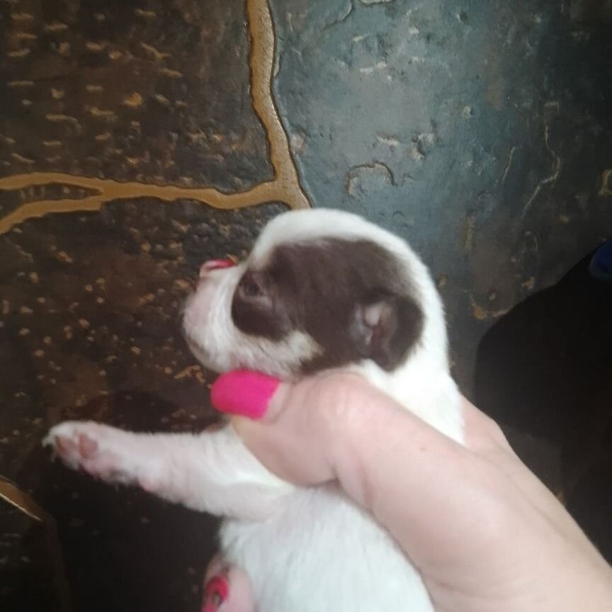 Чихи малыхи