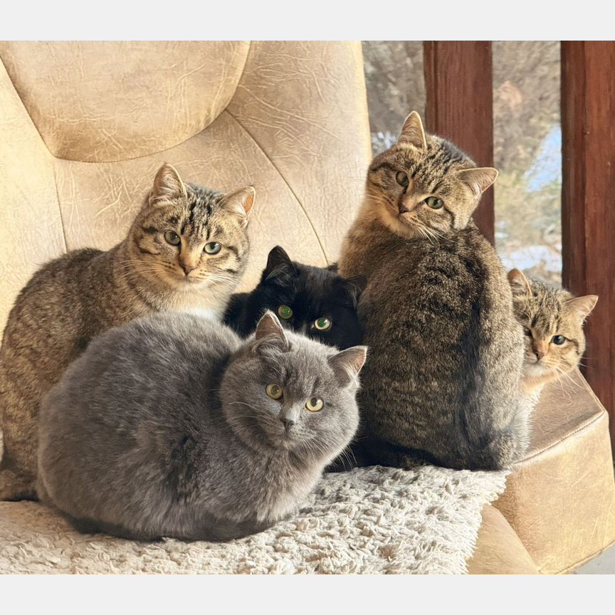 Отдам котов и кошек в хорошие руки