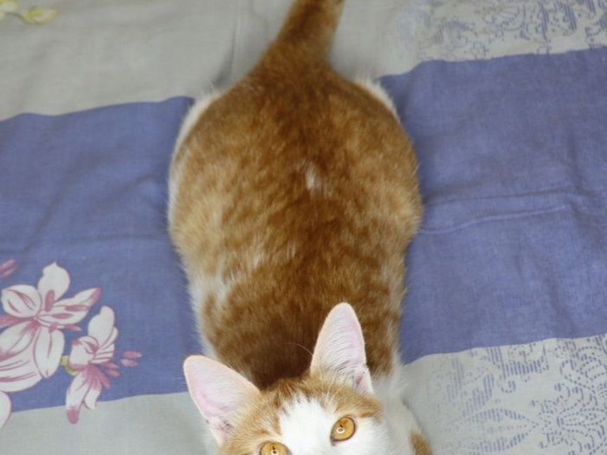 Котик из домашнего приюта