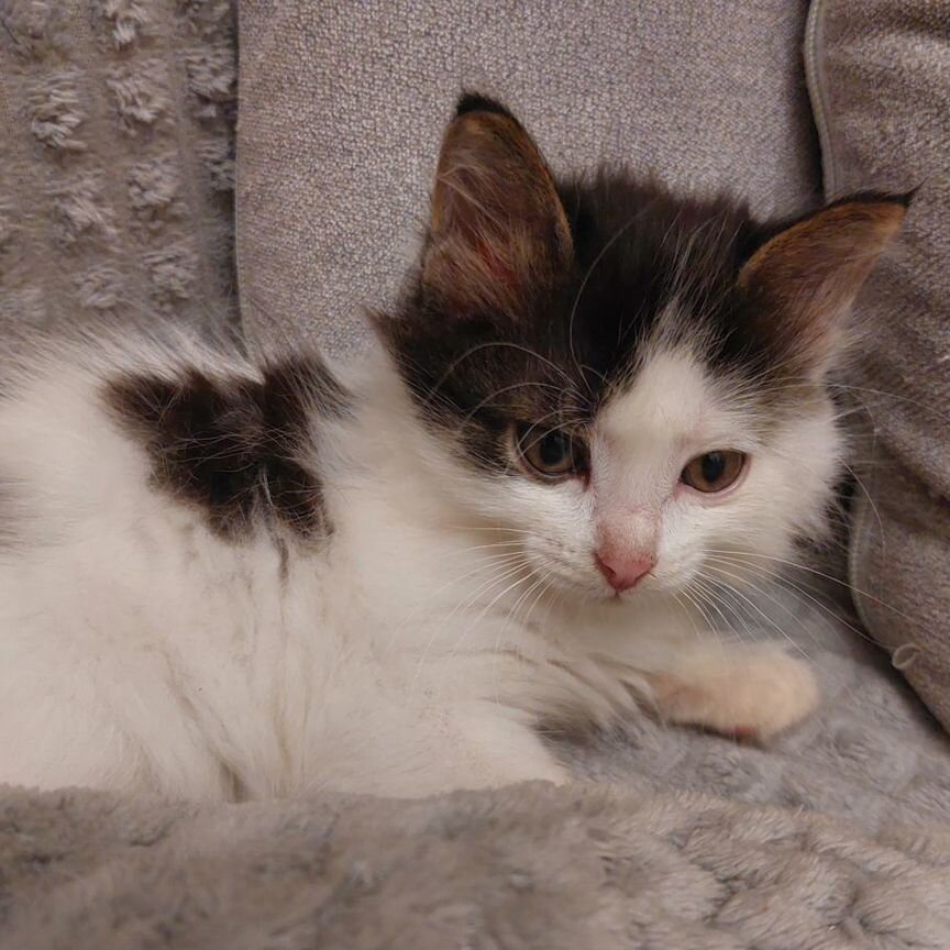 Красивые котятки в добрые руки