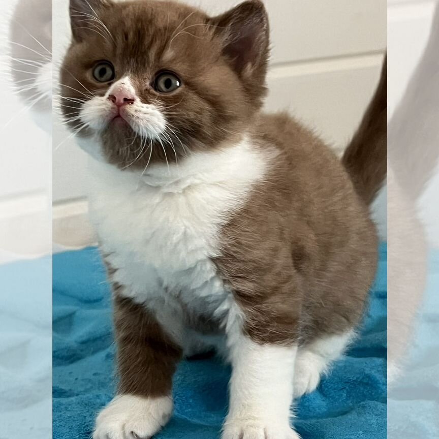 Британские котята