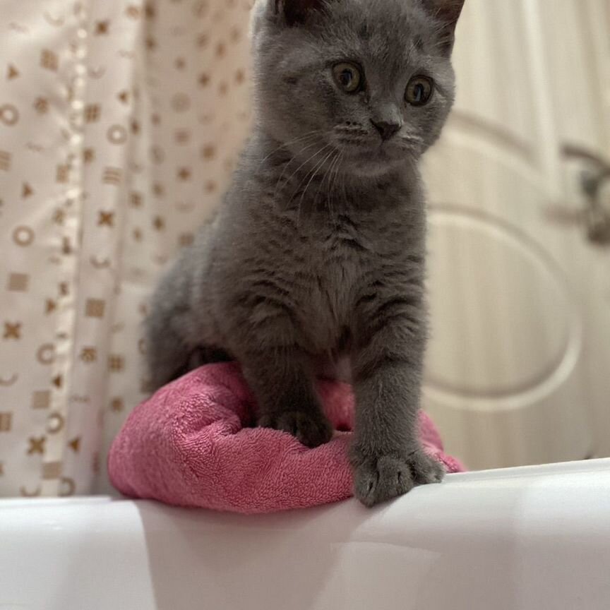 Британский коренастый котёнок