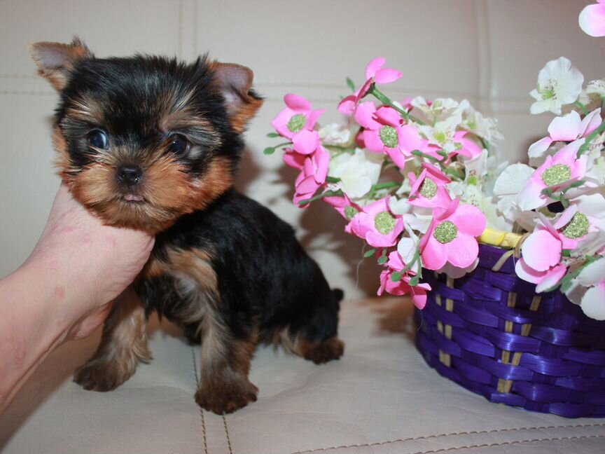 Прекрасный кукольный мальчик йорик беби-фейс 2 мео