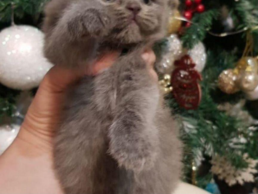 Шотландская девочка