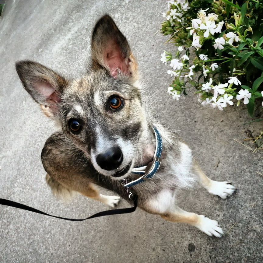 Изумительная домашняя собачка в заботливые руки