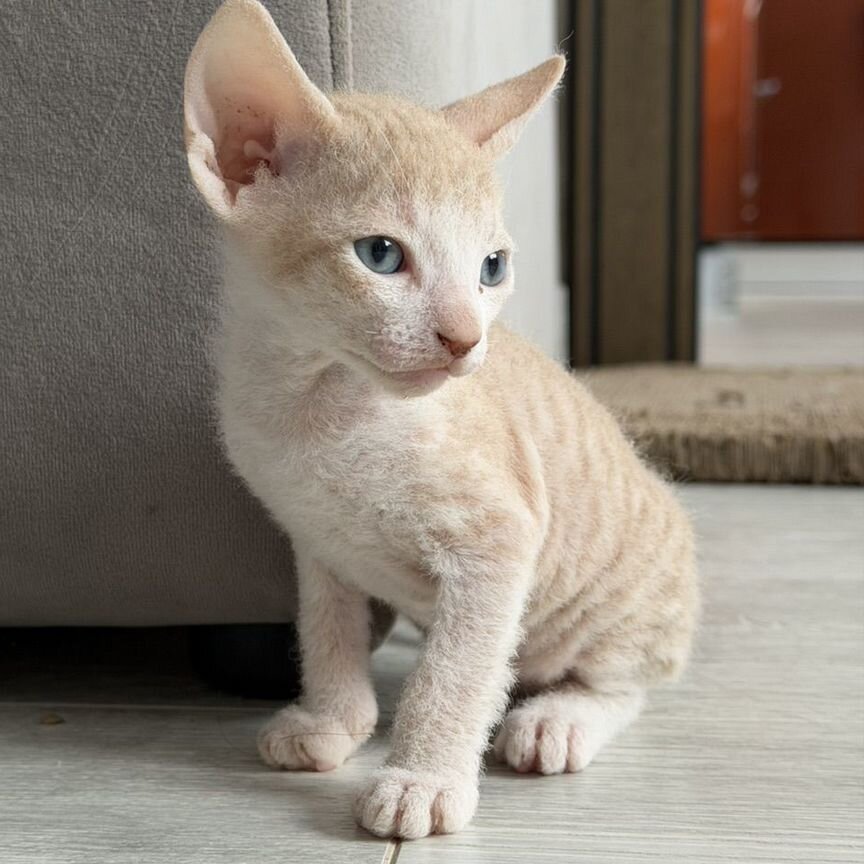 Канадский сфинкс котёнок