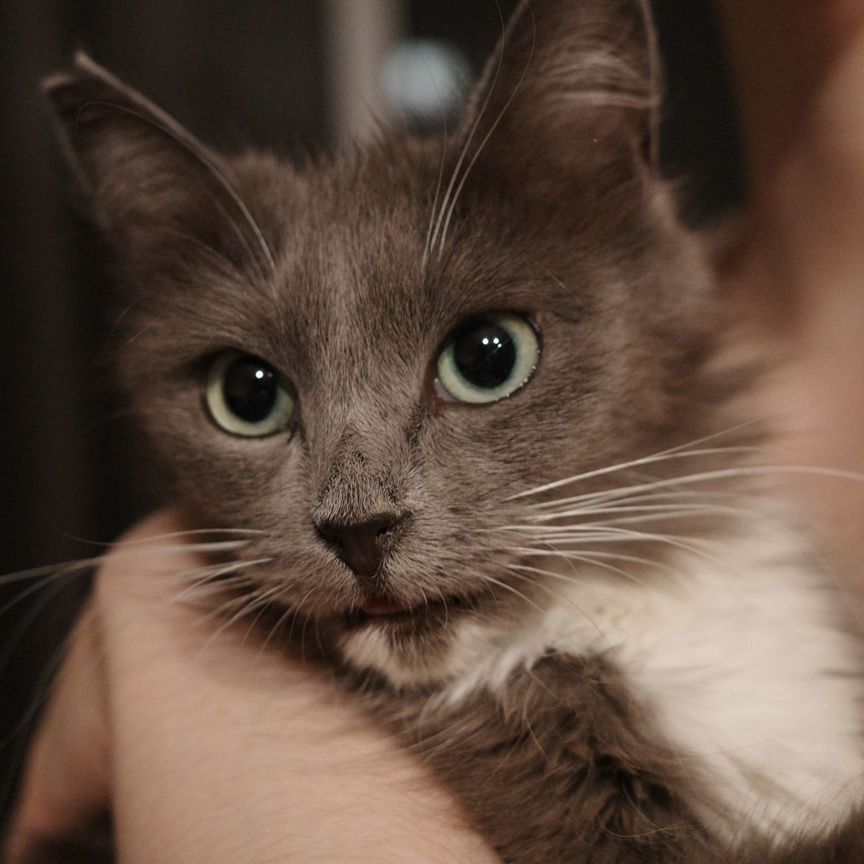 Кошка Куки ищет дом