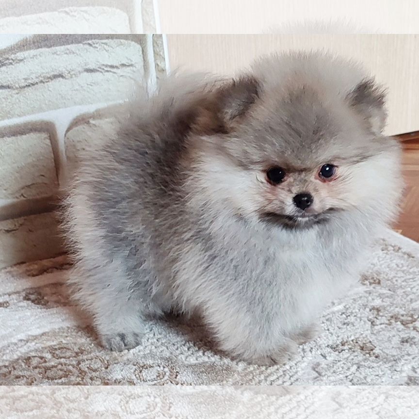 Померанский шпиц щенок мальчик