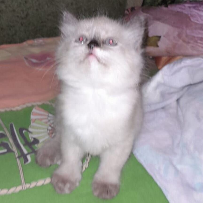 Отдам бесплатно котят