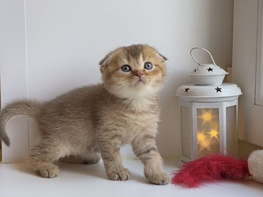 Вислоухий шотландский котенок окрас шиншилла