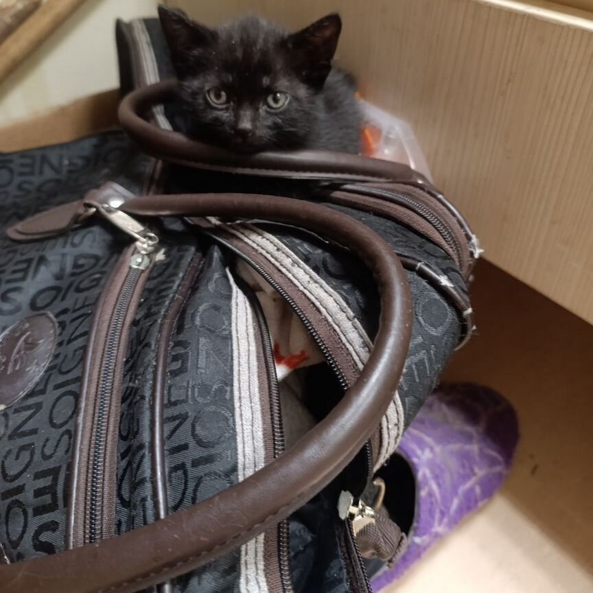 Отдам в хорошие руки котят