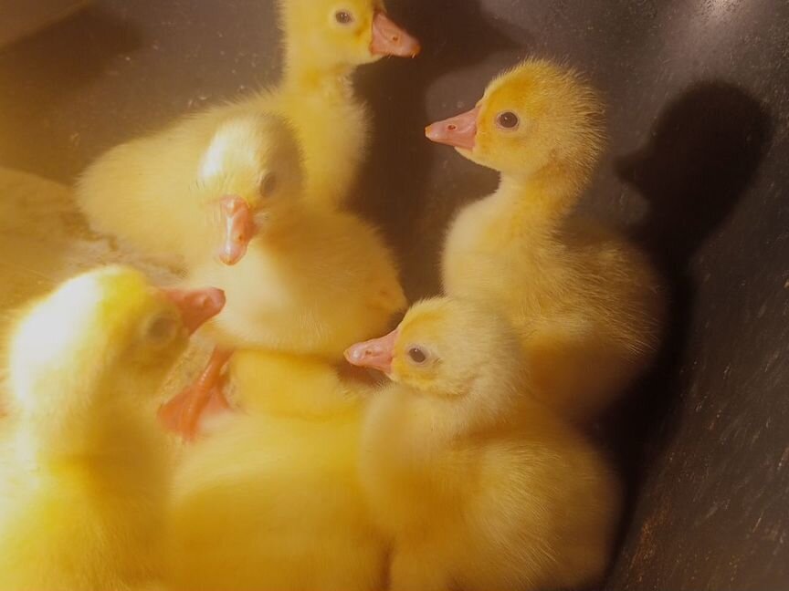 Продам гусят