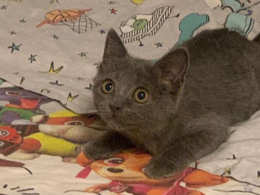 Русская голубая кошка