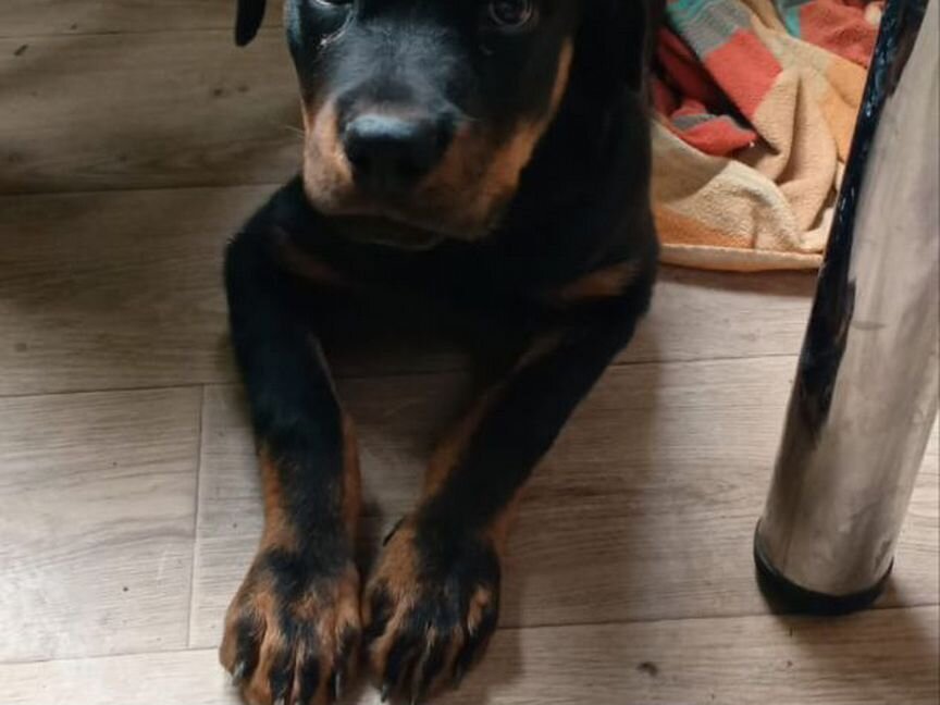 Щенки ротвейлера продажа