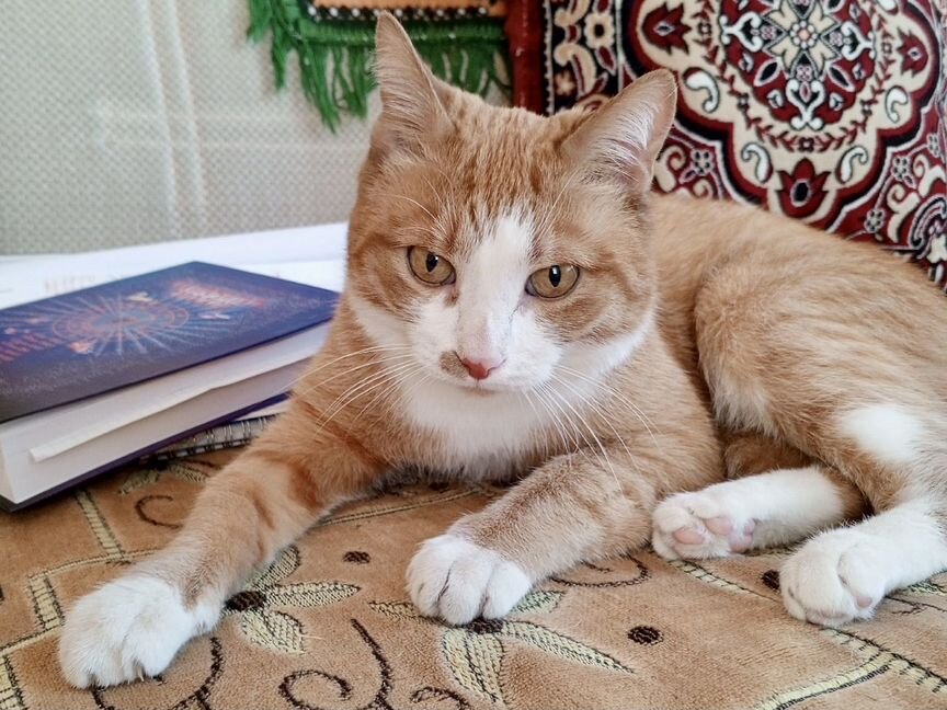 Европейский ласковый котик