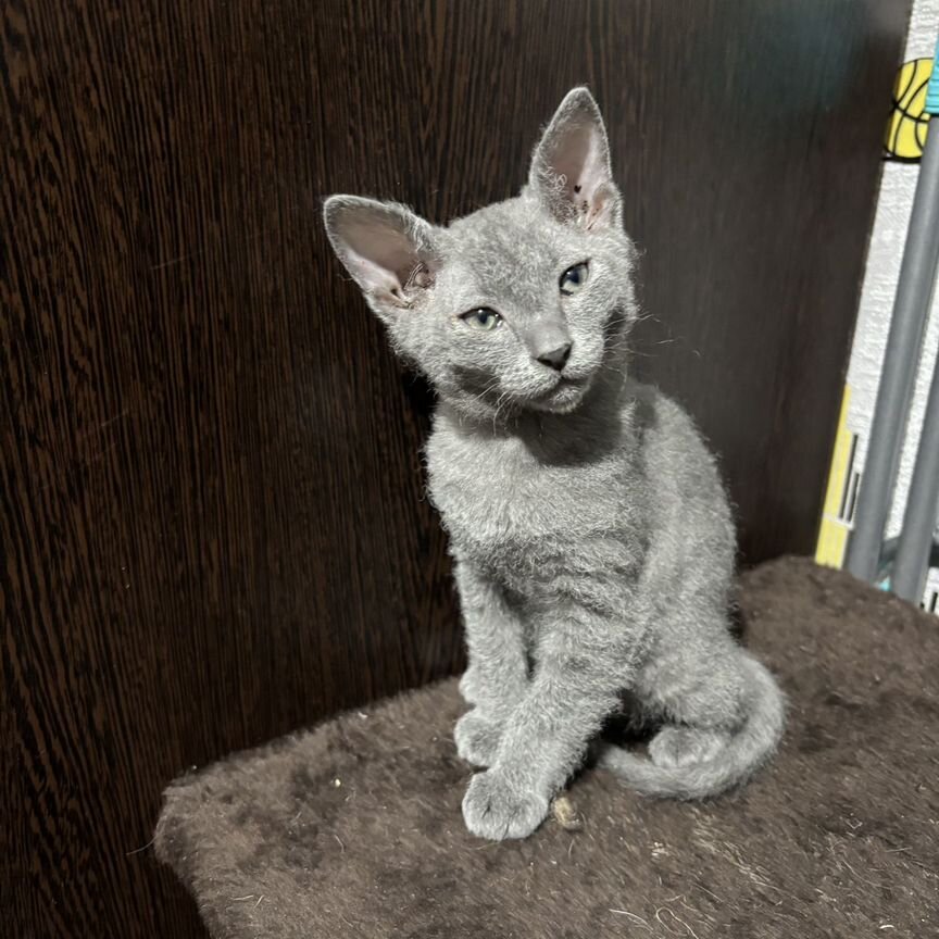 Донской сфинкс котёнок