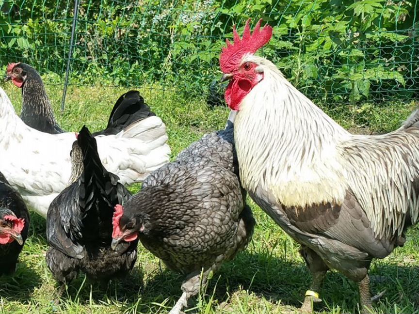 Сильверудд