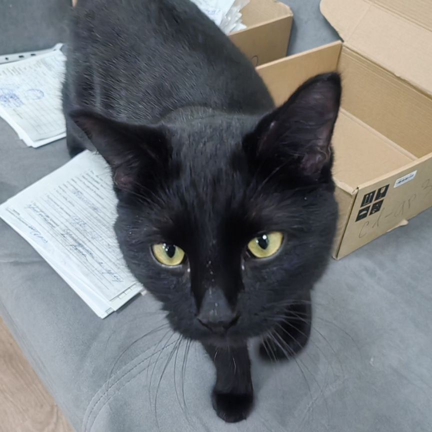 Взрослая кошка в добрые руки