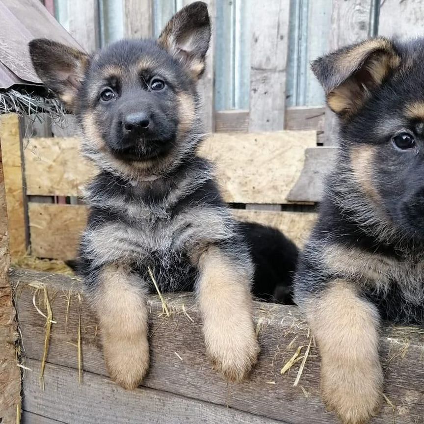 Восточноевропейская овчарка, щенок