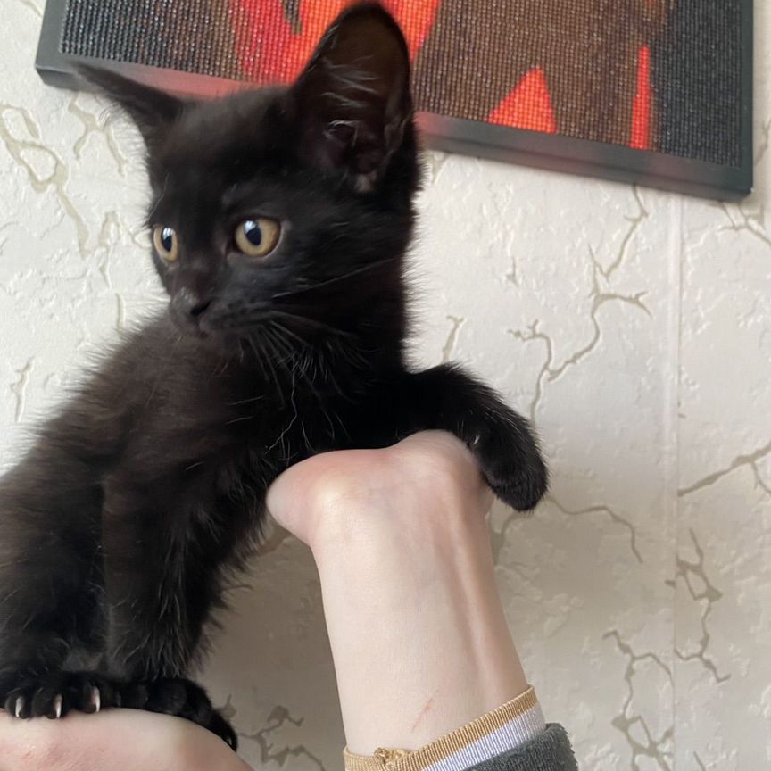 Мейн-кун котёнок