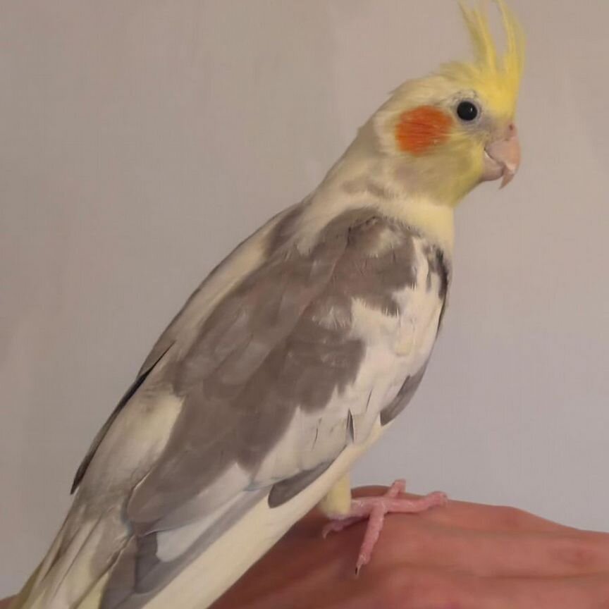 Попугай корелла