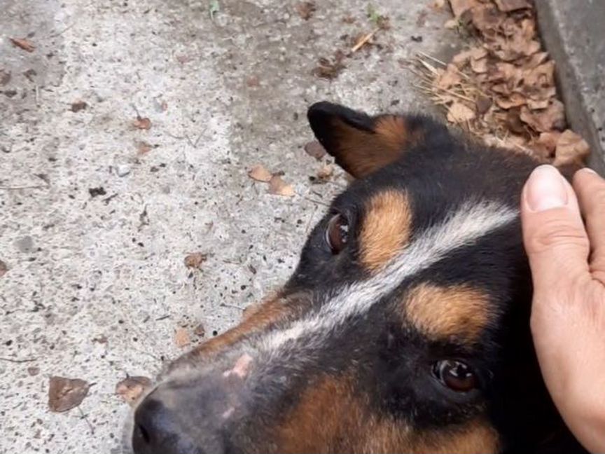 Активный старичок Тим ищет дом