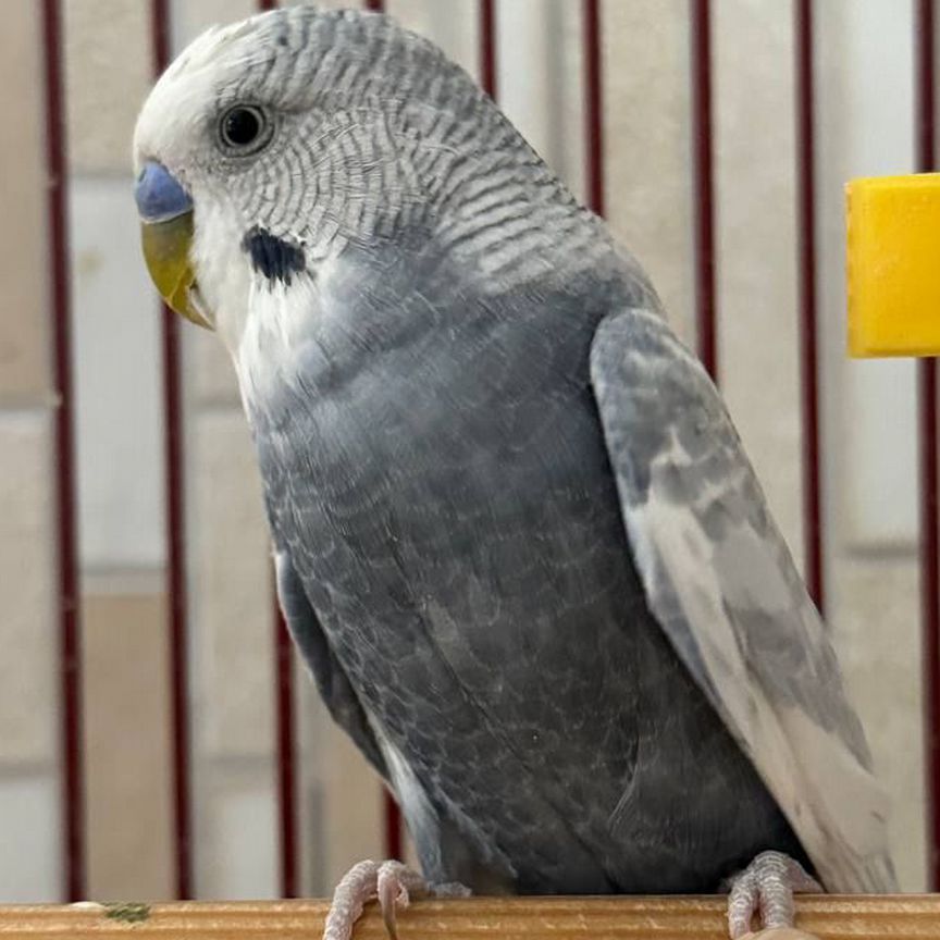 Волнистый попугай самец