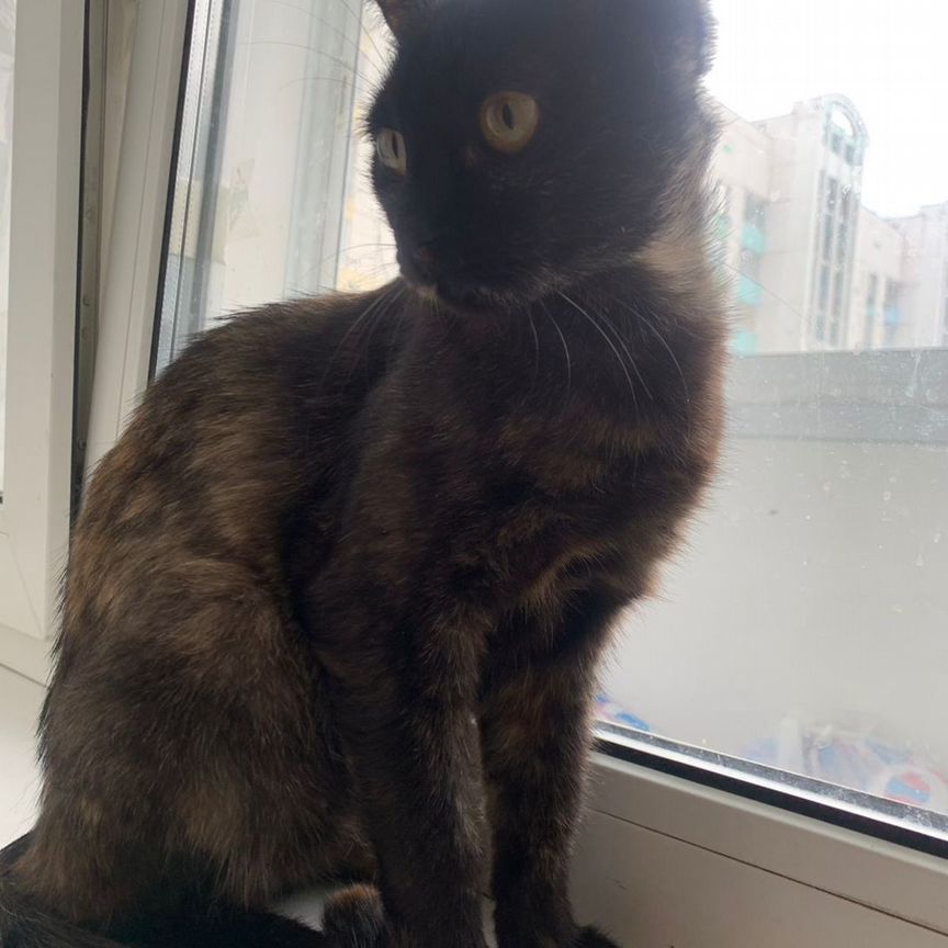 Кошечка